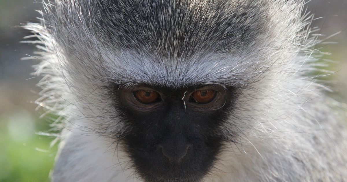 Effects of Climate Variation on Wild Primate Populations