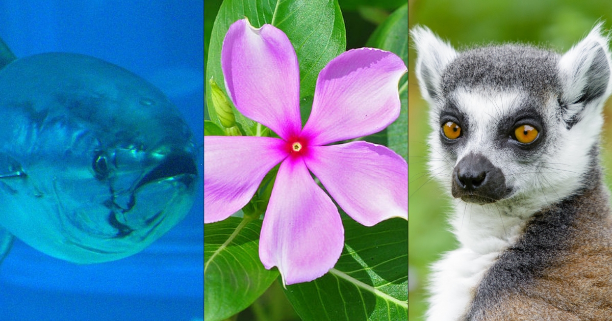 Rare Species May Have Underestimated Value to Human Life